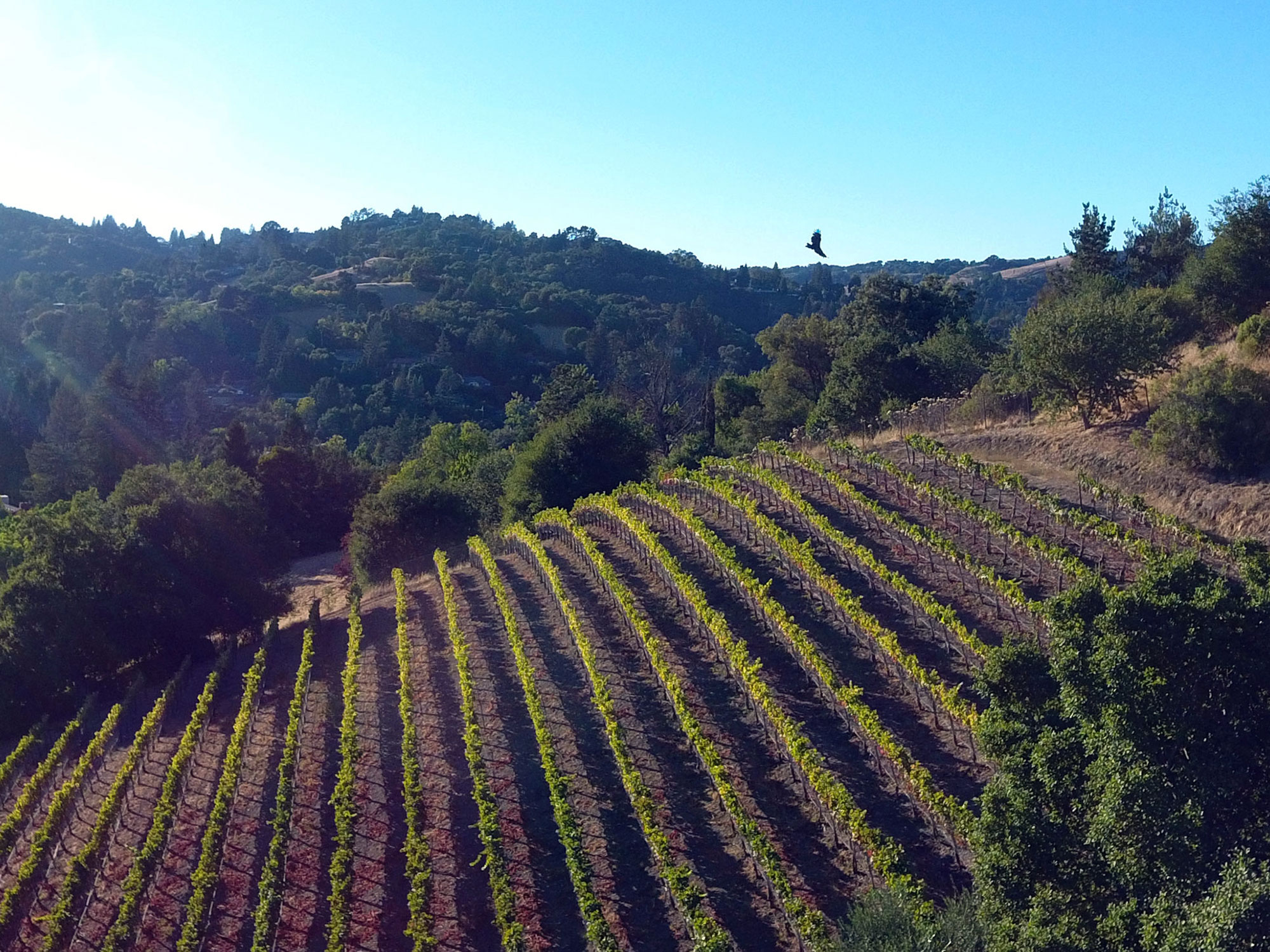 Orinda - Orinda Chamber of Commerce